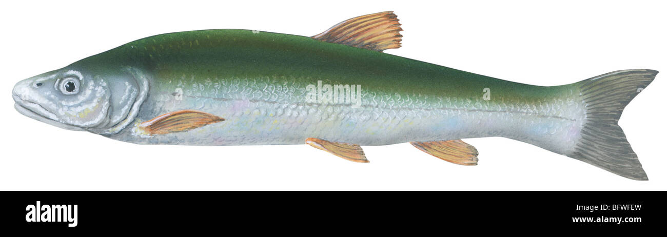 Sakramento squawfish -Fotos und -Bildmaterial in hoher Auflösung – Alamy