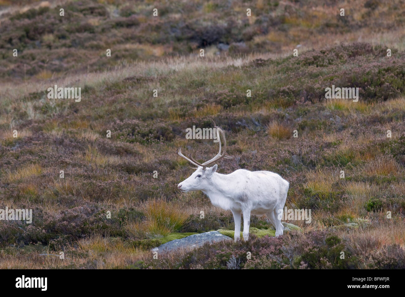 Cairngorms Reindeer Stockfotos und -bilder Kaufen - Alamy