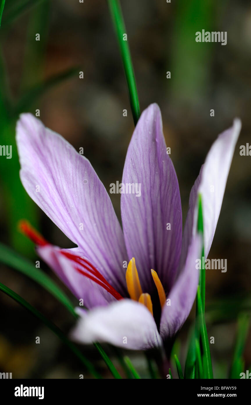 Crocus Sativus Herbstzeitlose Safran Blume einzelne eine offene Blüte ...