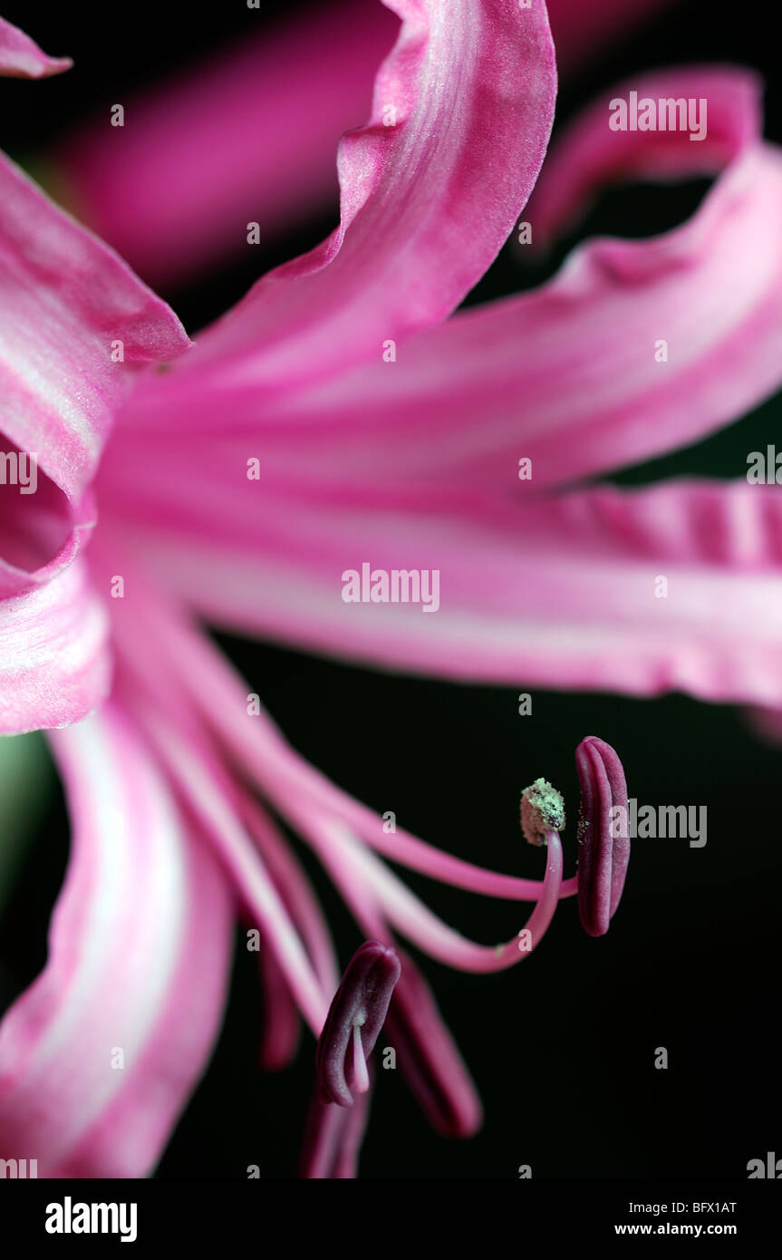 Mark fenwick -Fotos und -Bildmaterial in hoher Auflösung – Alamy