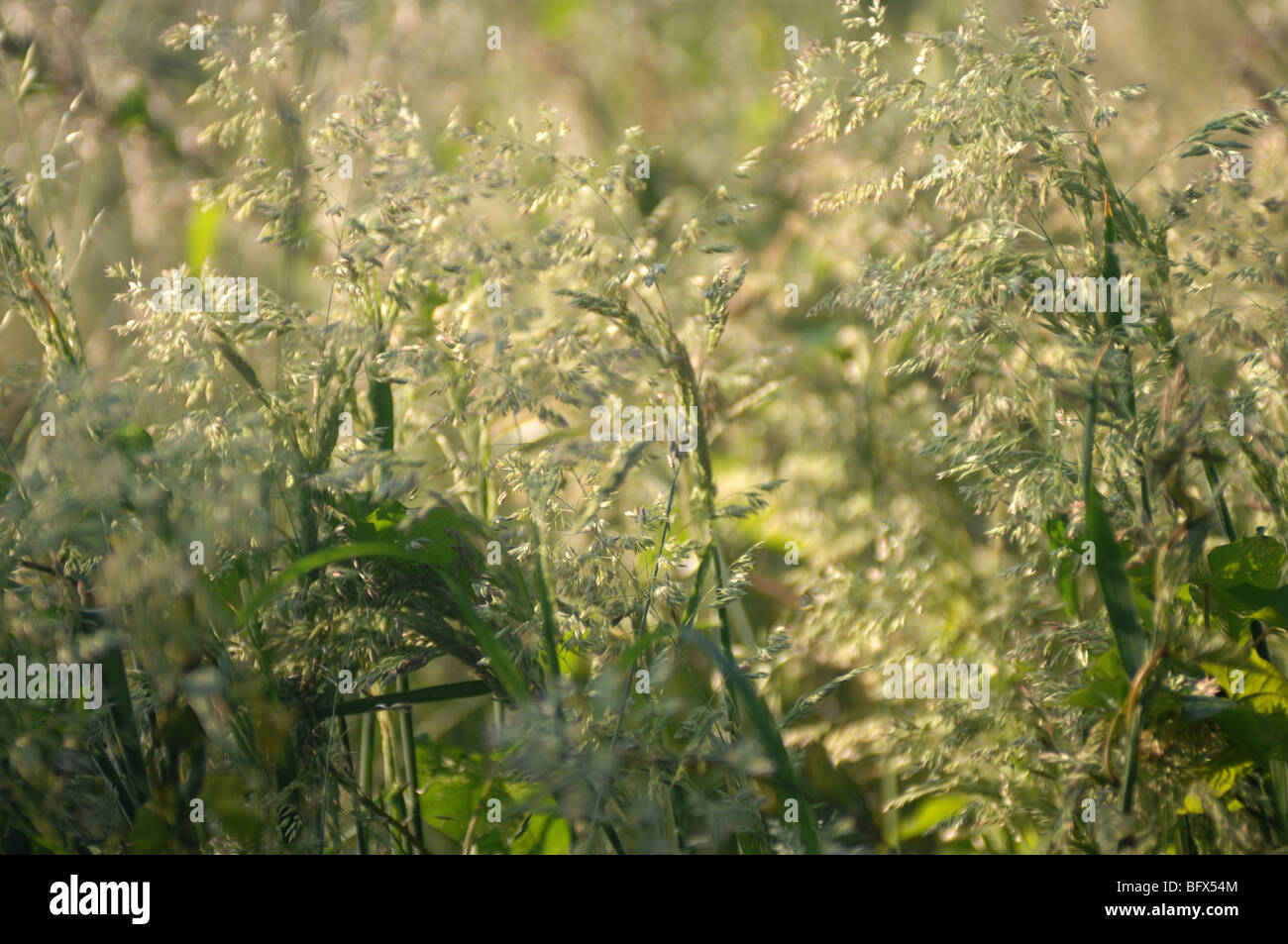 Grass Poa Annua Stockfotos und -bilder Kaufen - Alamy