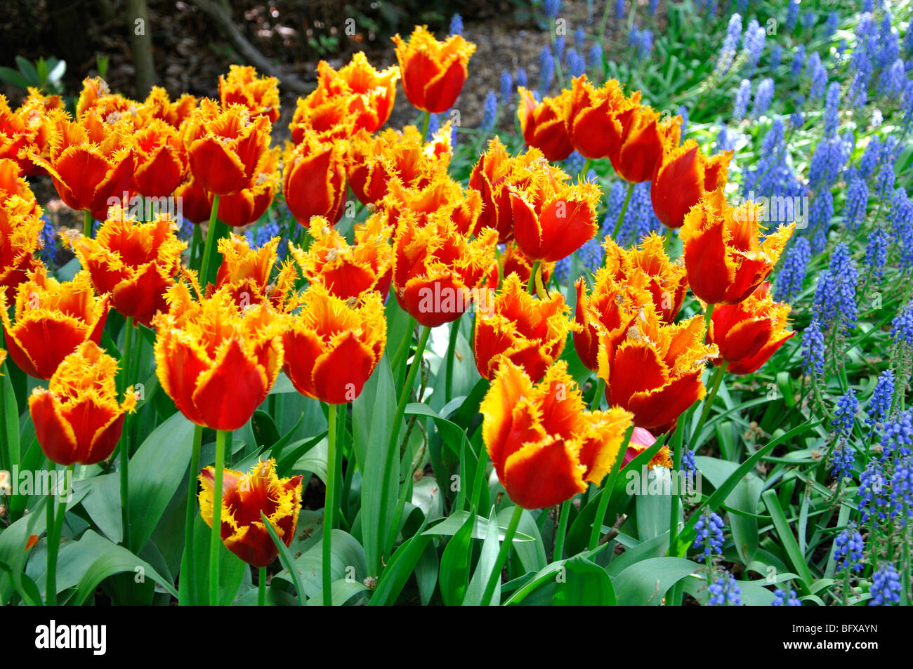 Gelbe gefranste rote tulpen -Fotos und -Bildmaterial in hoher Auflösung – Alamy
