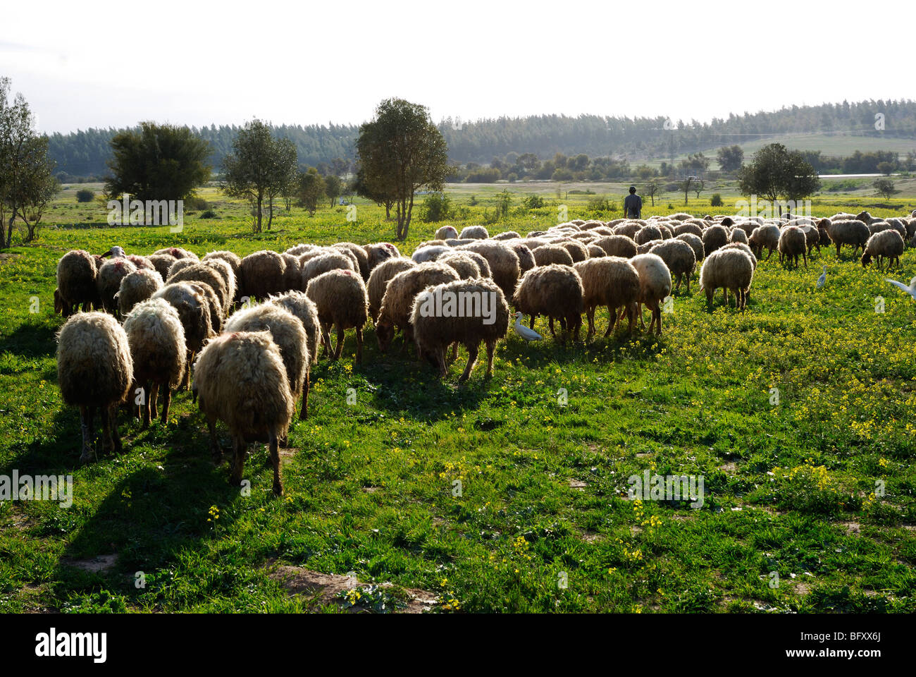 Israels Negev-Wüste, eine Schafherde Beduinen Stockfotografie - Alamy
