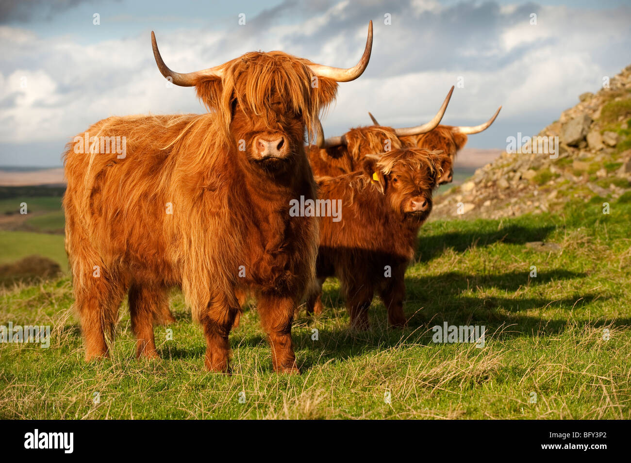 Highland cow scotland -Fotos und -Bildmaterial in hoher Auflösung – Alamy