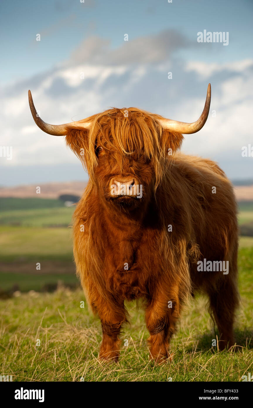 Hochlandrinder am Hang Stockfotografie - Alamy