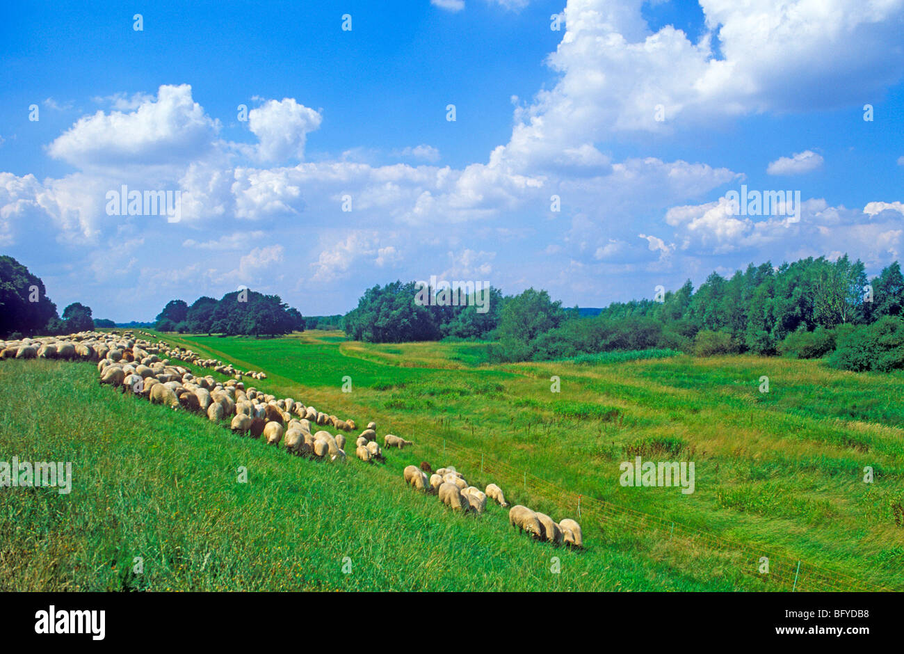 Schafherde auf dem deich der elbe -Fotos und -Bildmaterial in hoher ...