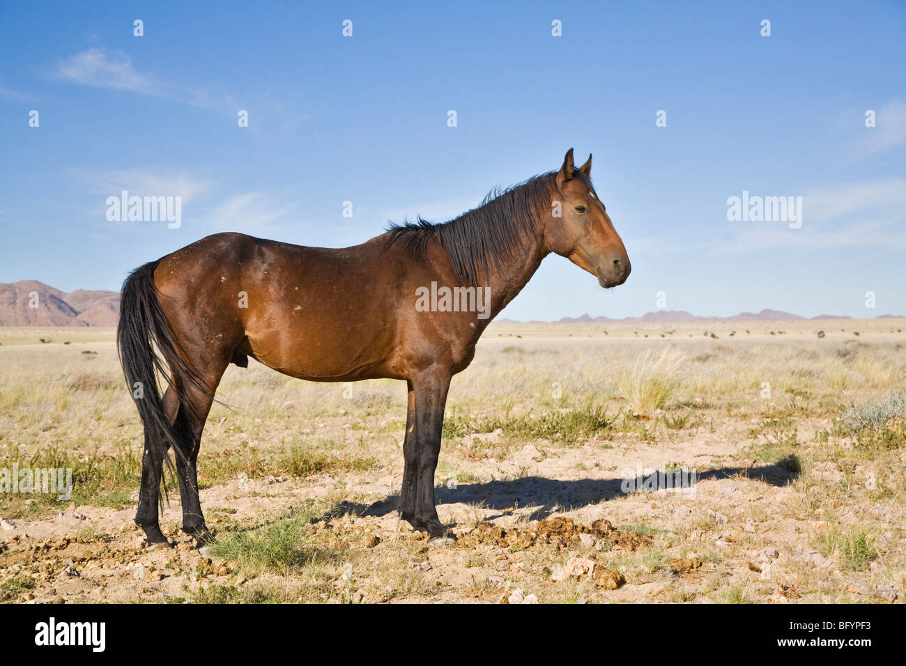 Wildes pferd in afrika -Fotos und -Bildmaterial in hoher Auflösung – Alamy