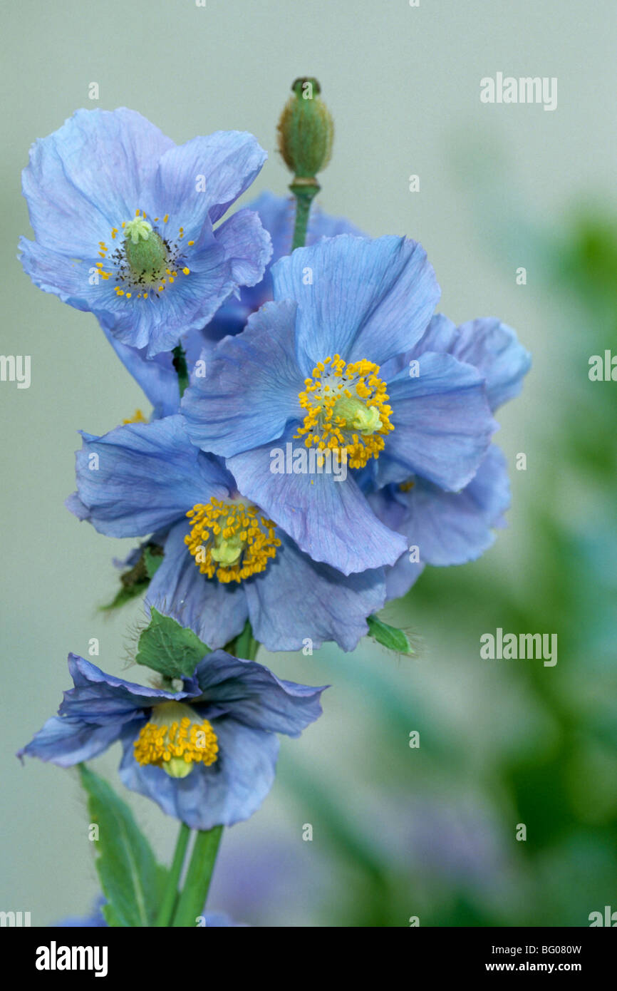 Mecanopsis betonicifolia -Fotos und -Bildmaterial in hoher Auflösung ...