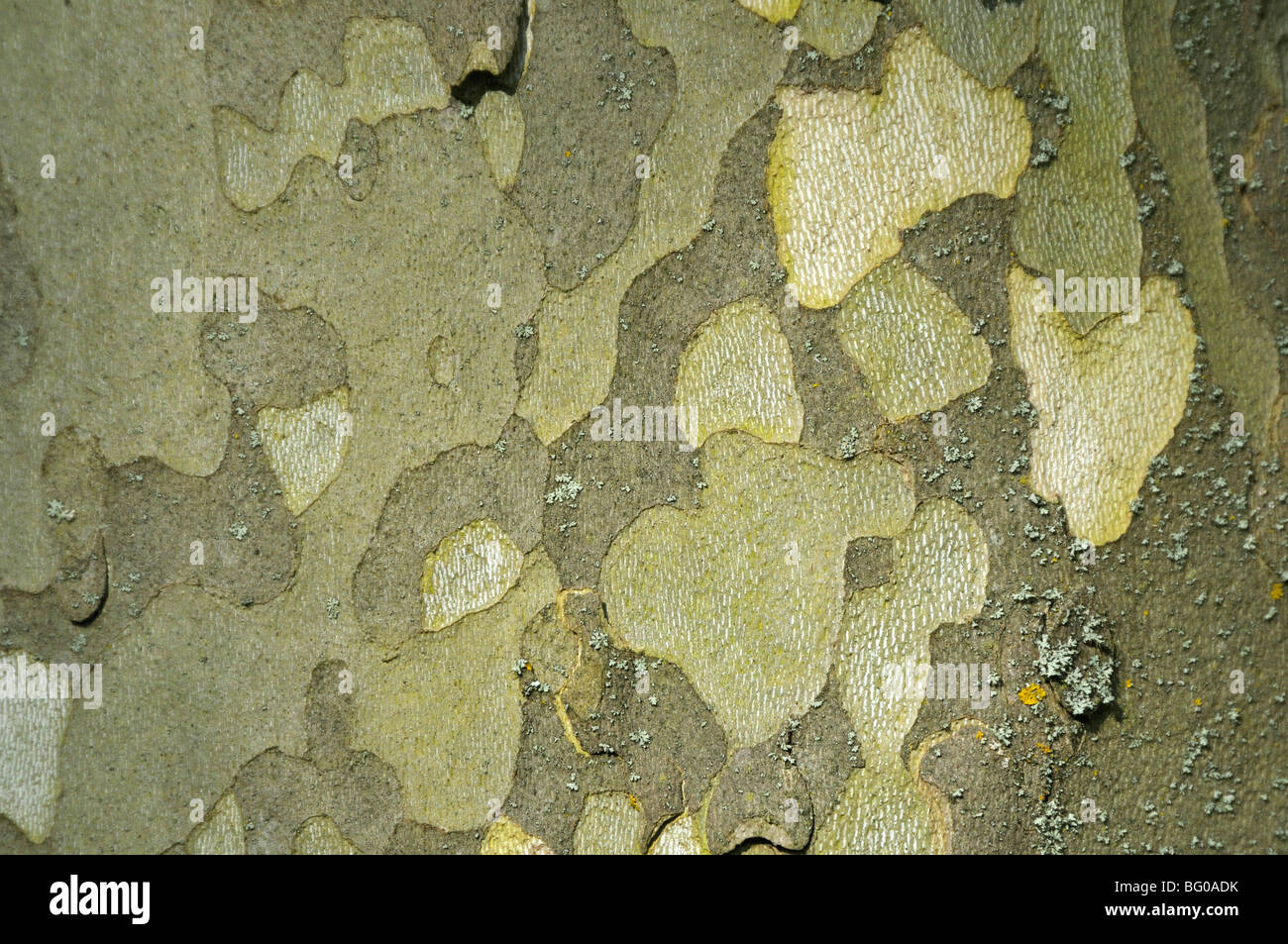 Nahaufnahme von rinde -Fotos und -Bildmaterial in hoher Auflösung – Alamy