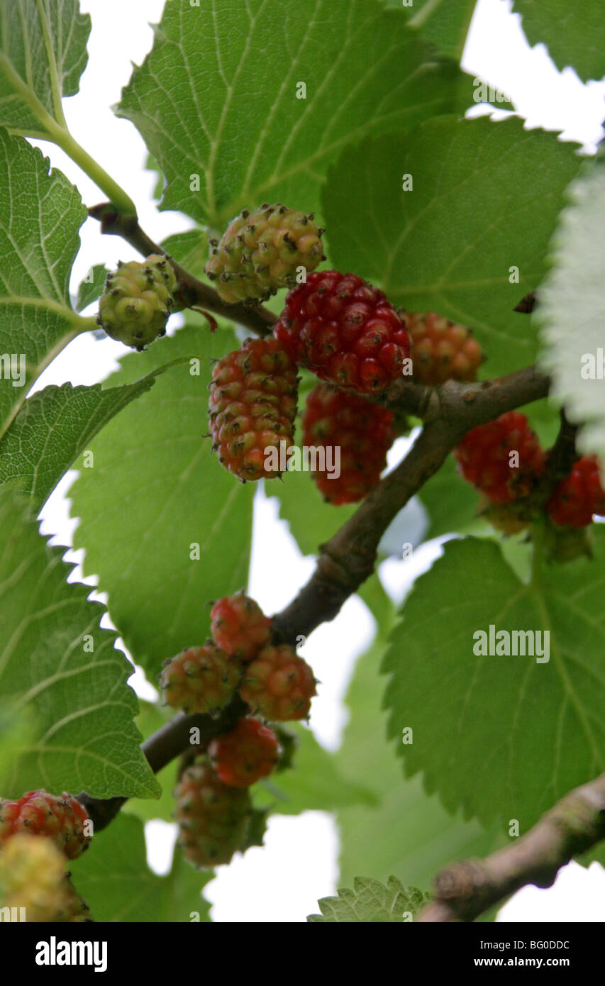 Schwarze Maulbeerbaum und Frucht, Morus Nigra, Moraceae, Westasien ...