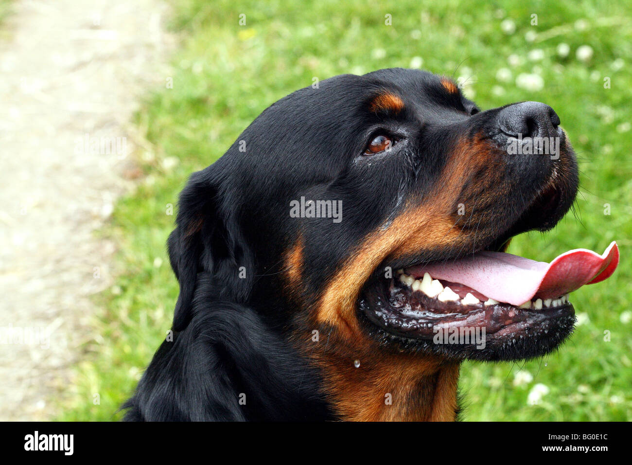 Rottweiler metzgerhund -Fotos und -Bildmaterial in hoher Auflösung – Alamy