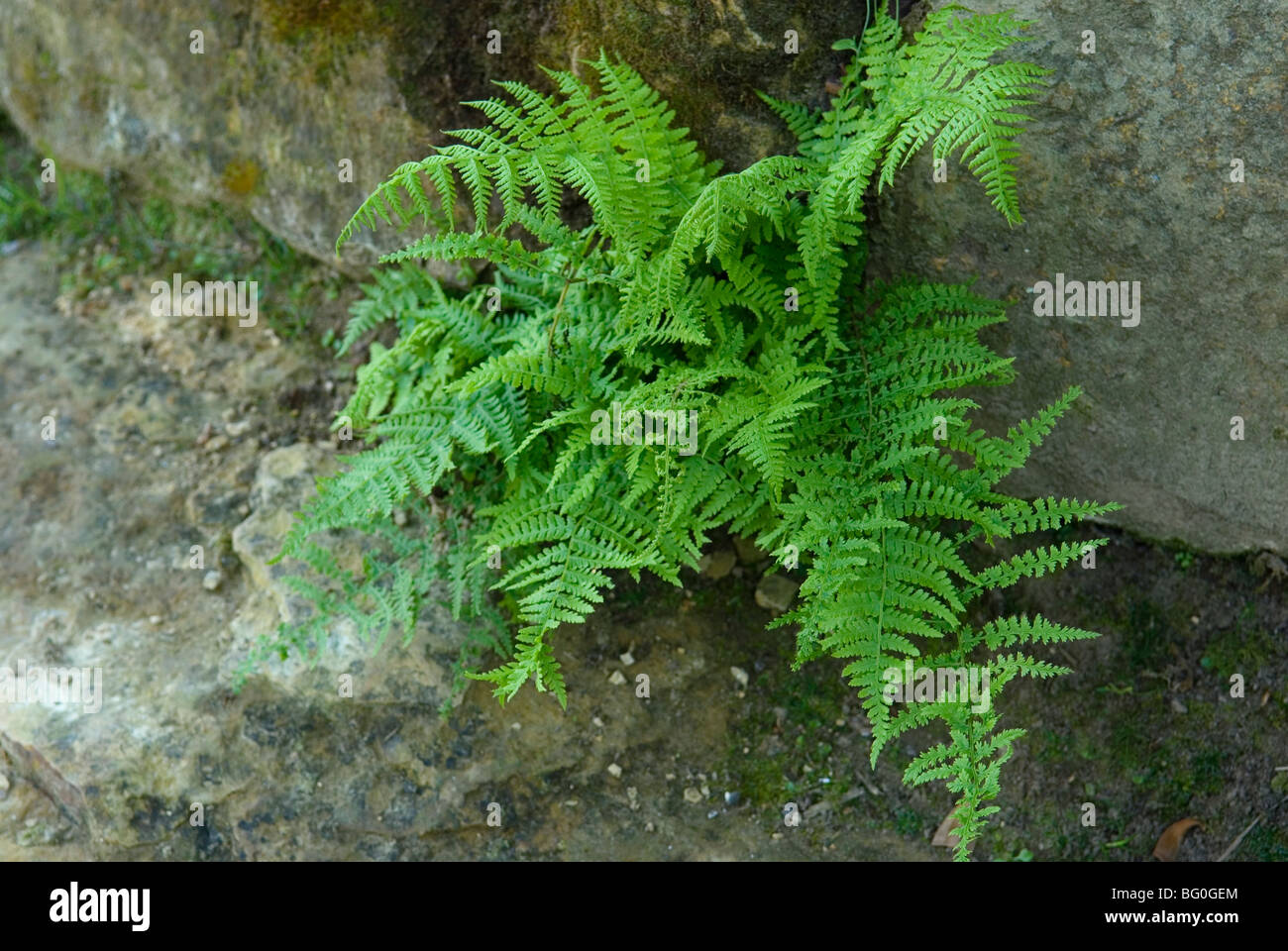 Filix femina -Fotos und -Bildmaterial in hoher Auflösung – Alamy