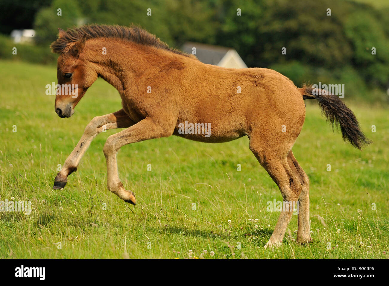 Verspieltes fohlen -Fotos und -Bildmaterial in hoher Auflösung – Alamy