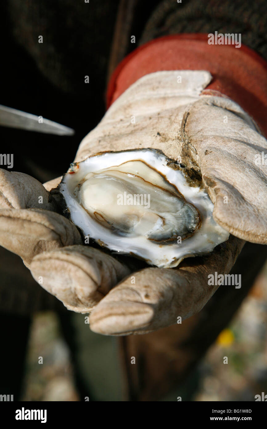 Offener fischer -Fotos und -Bildmaterial in hoher Auflösung – Alamy