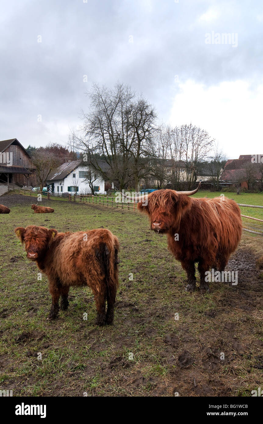Winter und nutztiere -Fotos und -Bildmaterial in hoher Auflösung – Alamy