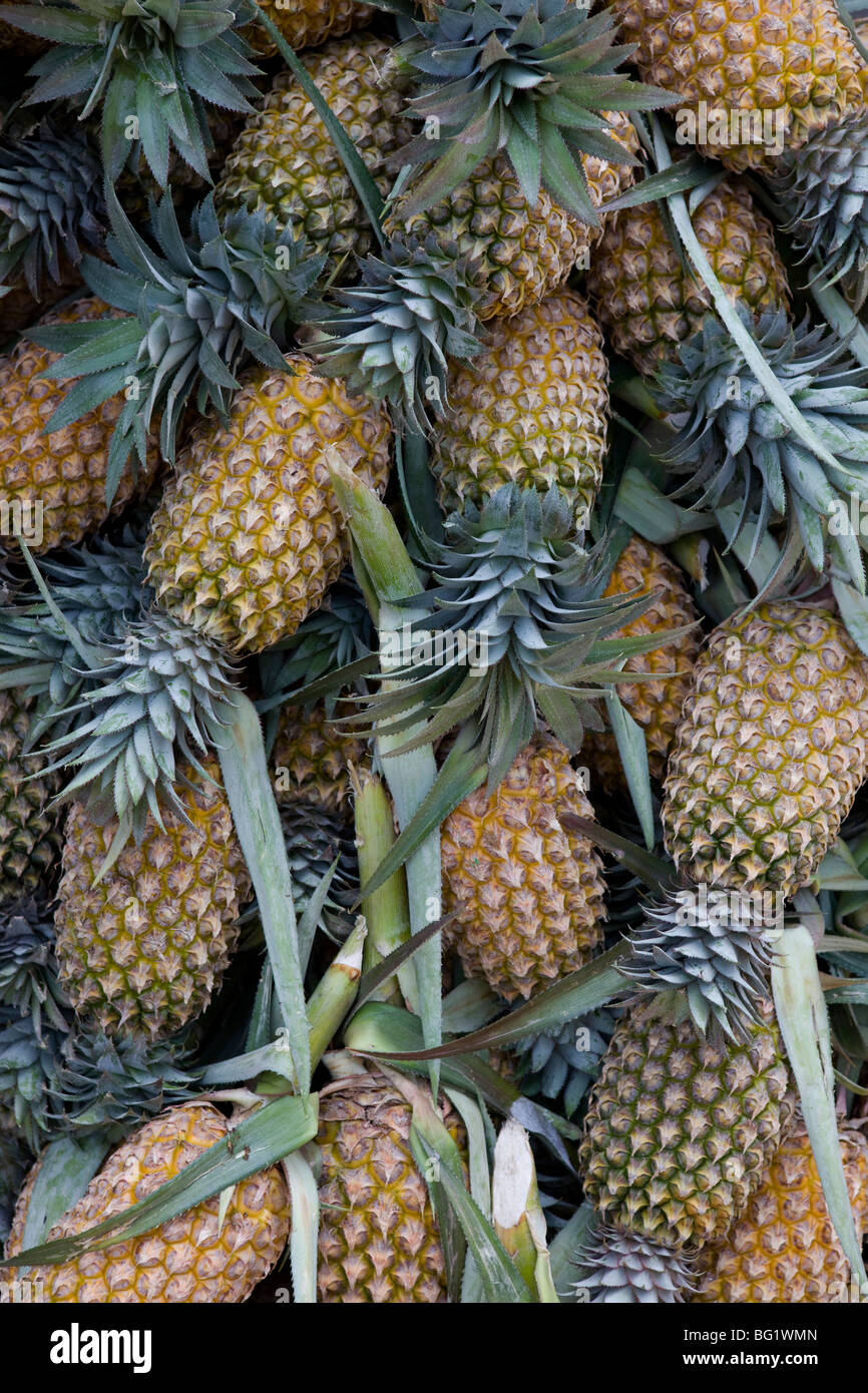 Pineapples sri lanka -Fotos und -Bildmaterial in hoher Auflösung – Alamy
