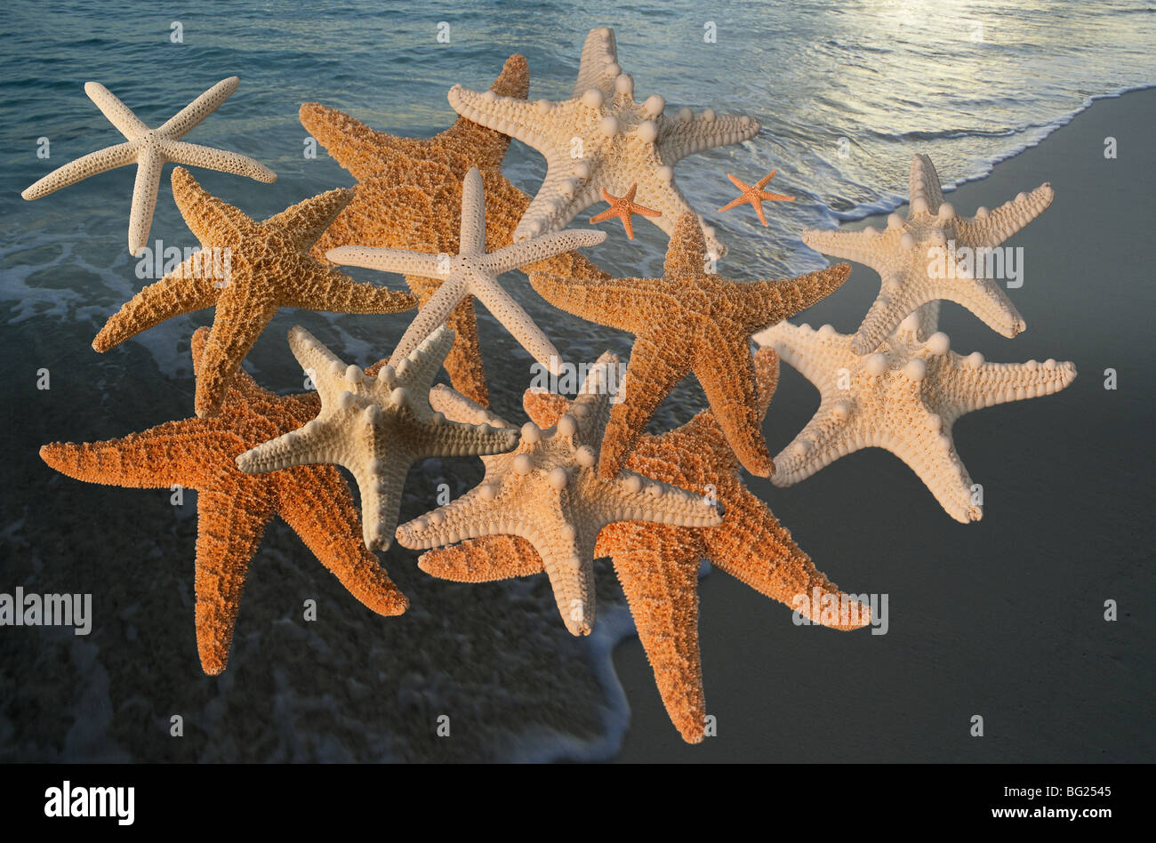 Schwimmender seestern -Fotos und -Bildmaterial in hoher Auflösung – Alamy