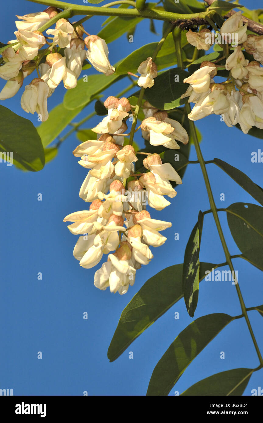 Robinie pseudoacacia baum -Fotos und -Bildmaterial in hoher Auflösung ...