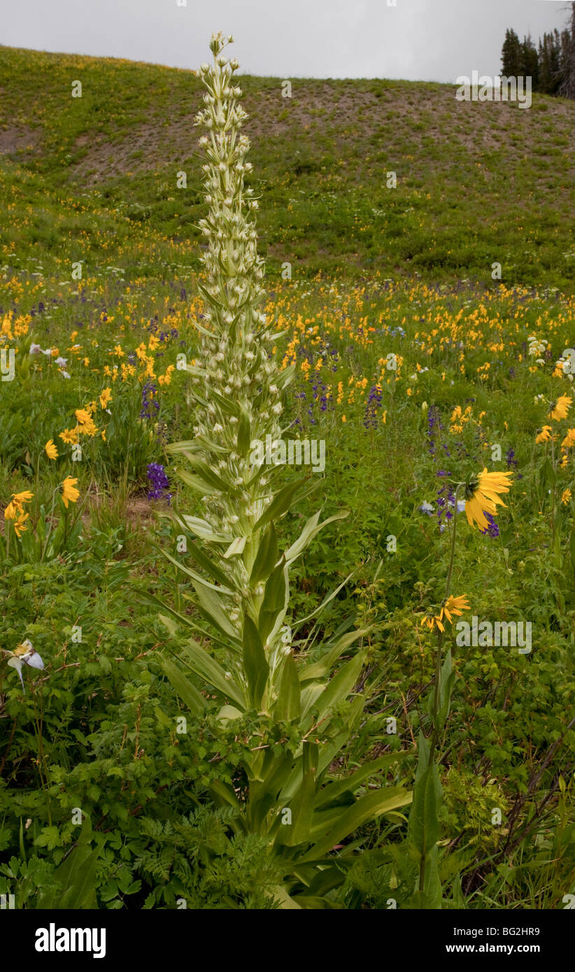 Elkweed frasera speciosa swertia -Fotos und -Bildmaterial in hoher ...