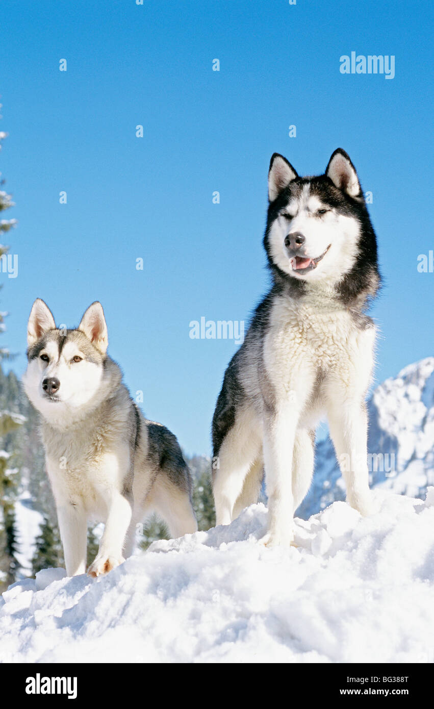 Siberian Husky Hunde Stockfotos und -bilder Kaufen - Alamy