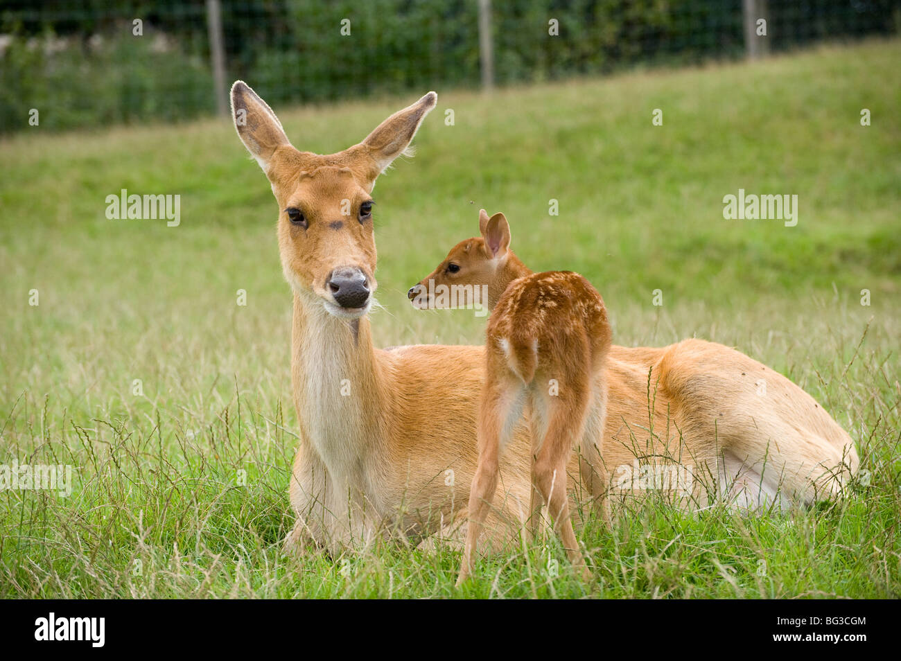 Sika Hirsche und ein junges Rehkitz an Whipsnade Zoo, England ...