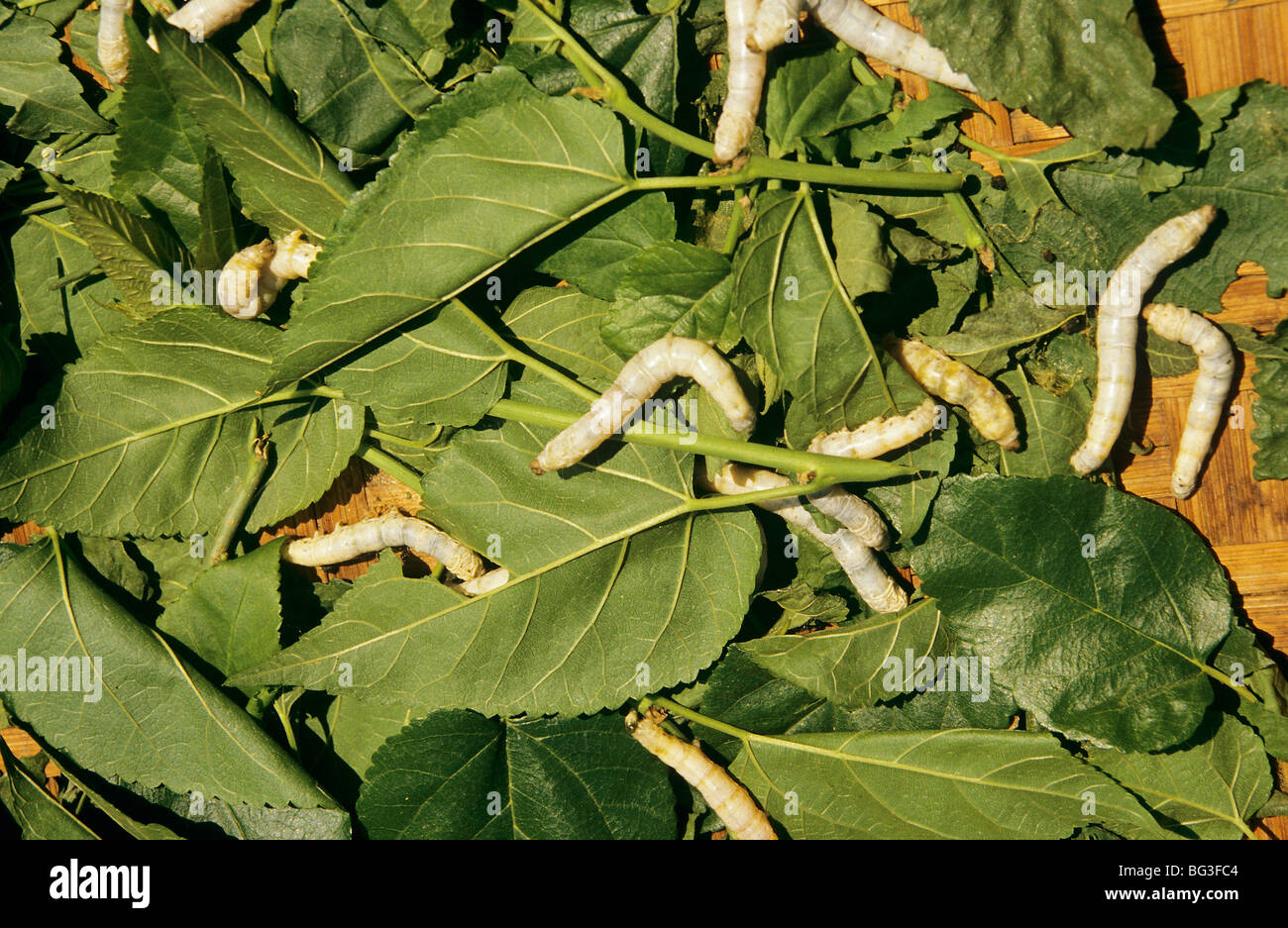 Mehrere raupen -Fotos und -Bildmaterial in hoher Auflösung – Alamy