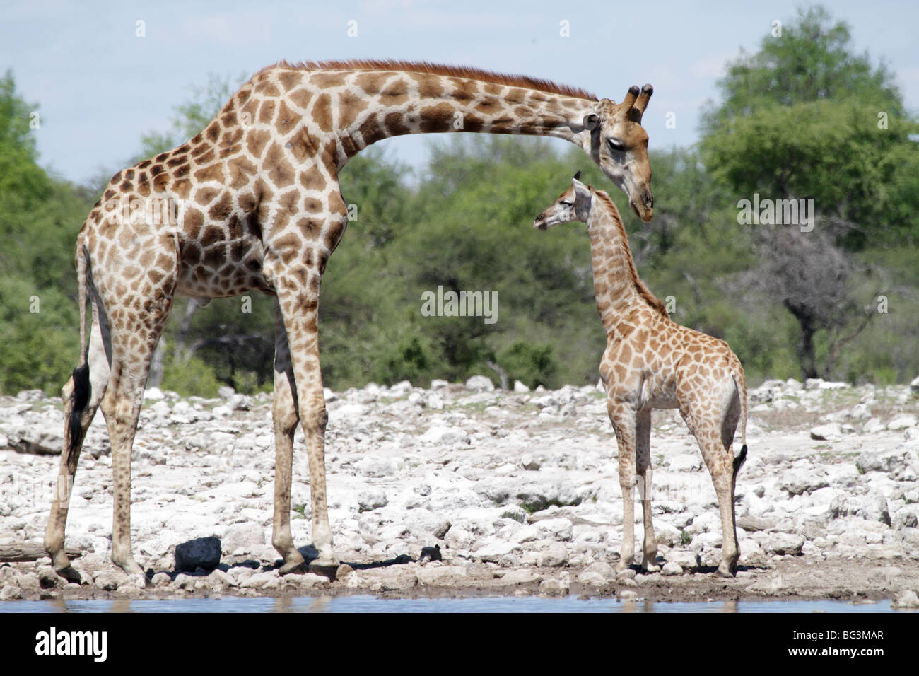 Giraffe Mutter und Kind Stockfotografie - Alamy