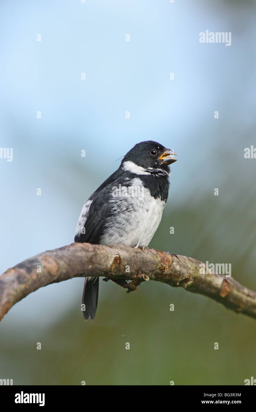Sporophila corvina -Fotos und -Bildmaterial in hoher Auflösung – Alamy