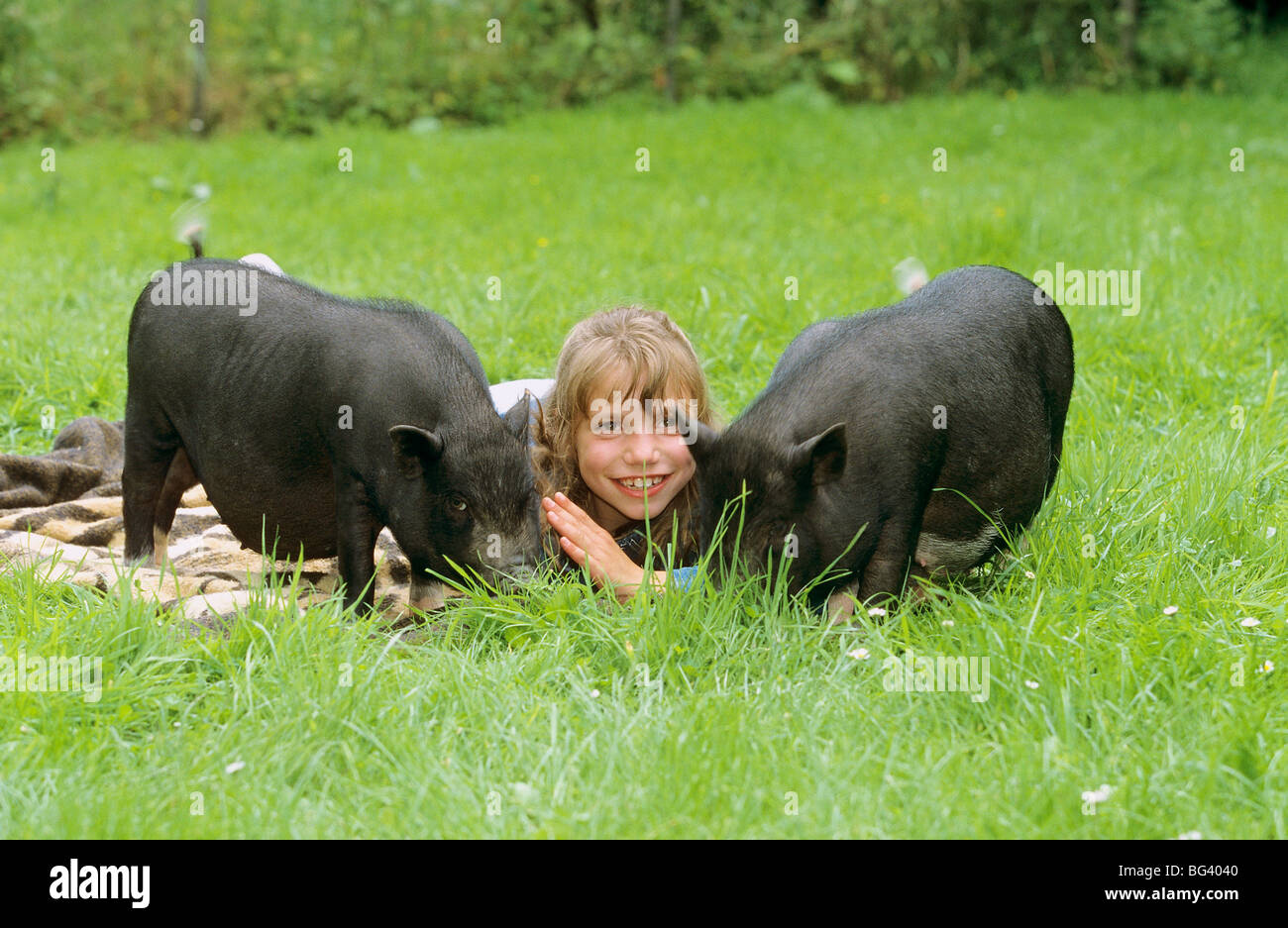 Bedecken schweine -Fotos und -Bildmaterial in hoher Auflösung – Alamy