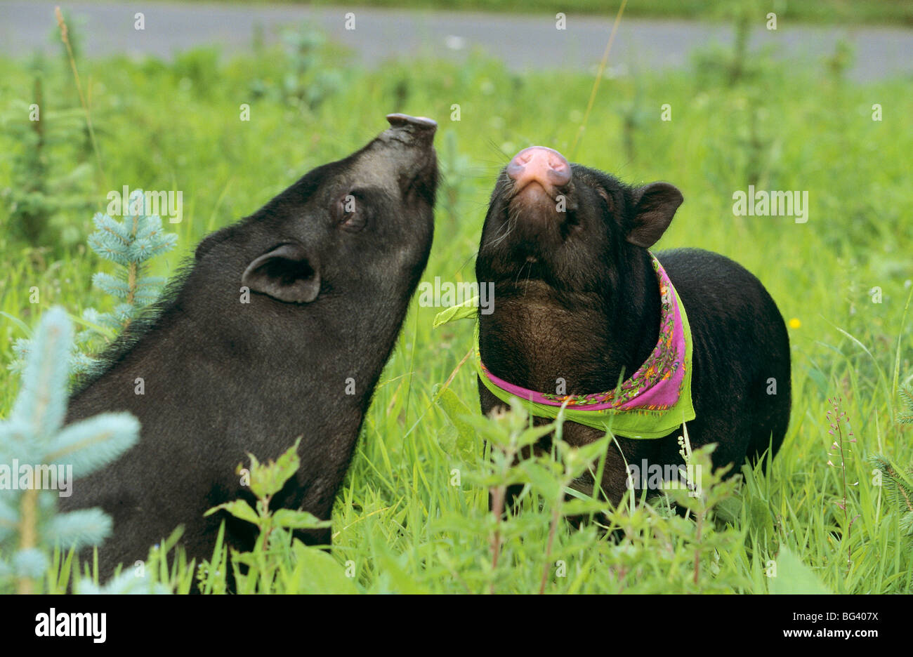 Miniatur schweine -Fotos und -Bildmaterial in hoher Auflösung – Alamy
