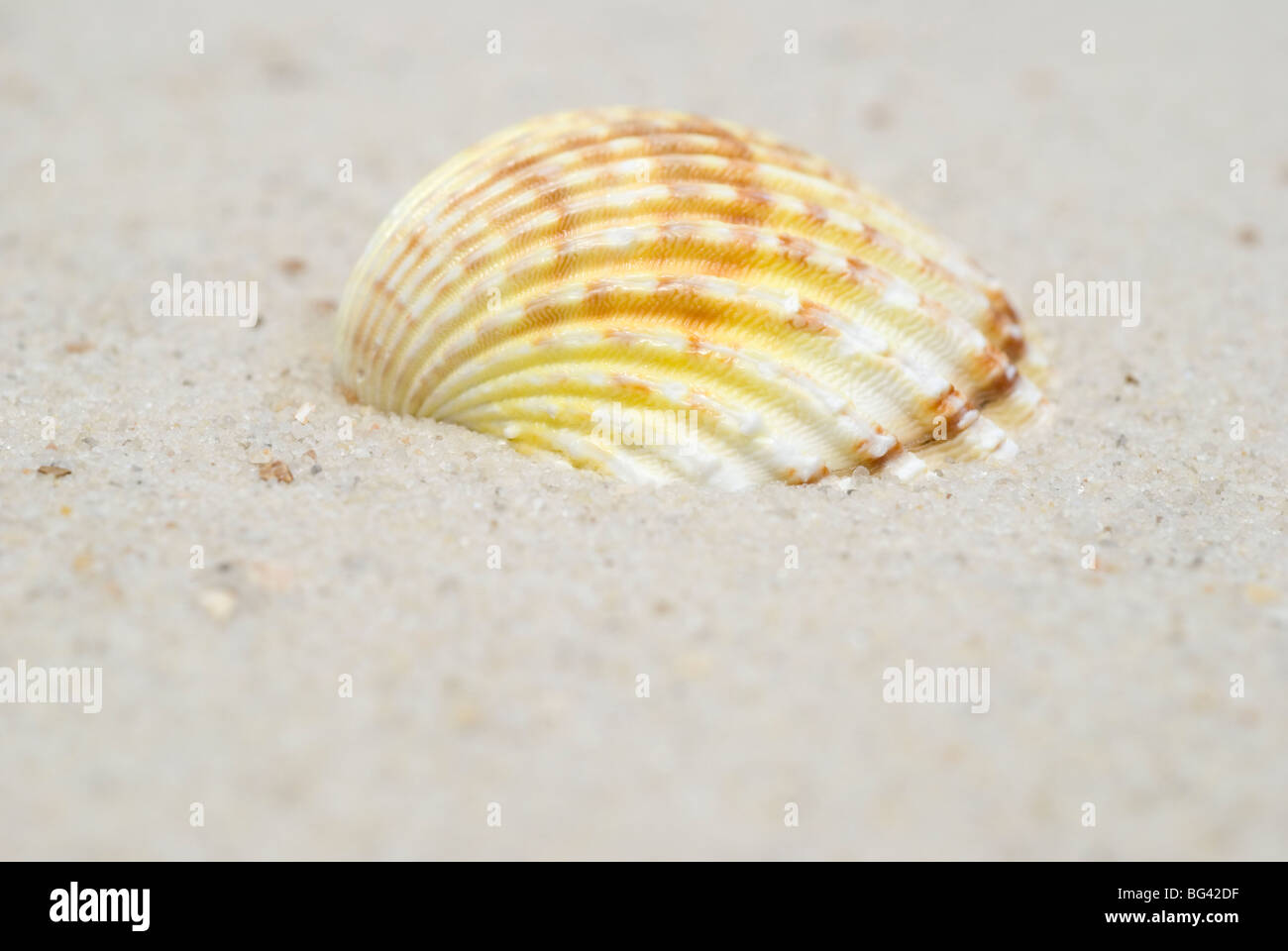 Cardium Edule Stockfotos und -bilder Kaufen - Alamy
