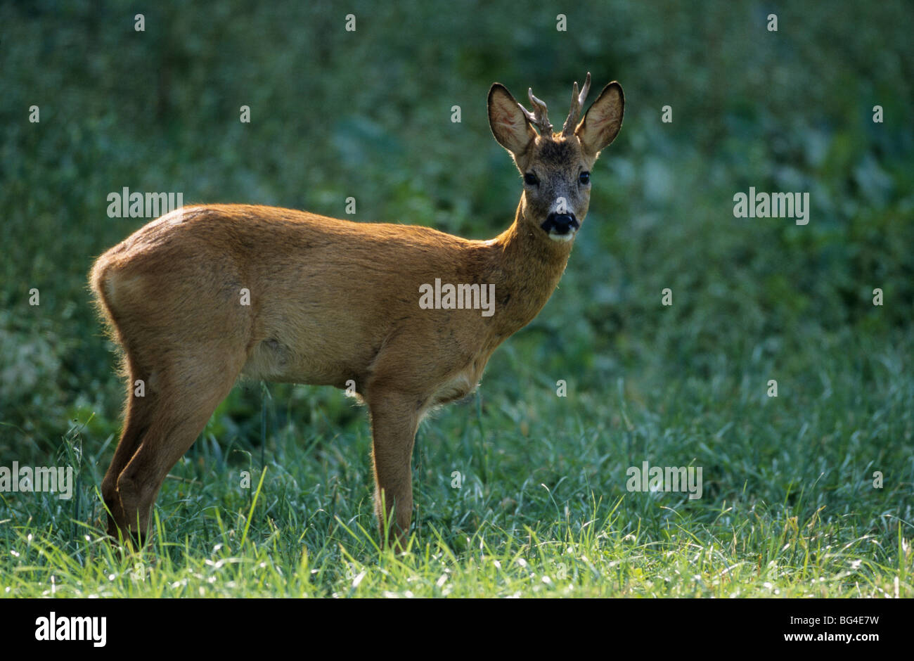 Denish islands -Fotos und -Bildmaterial in hoher Auflösung – Alamy