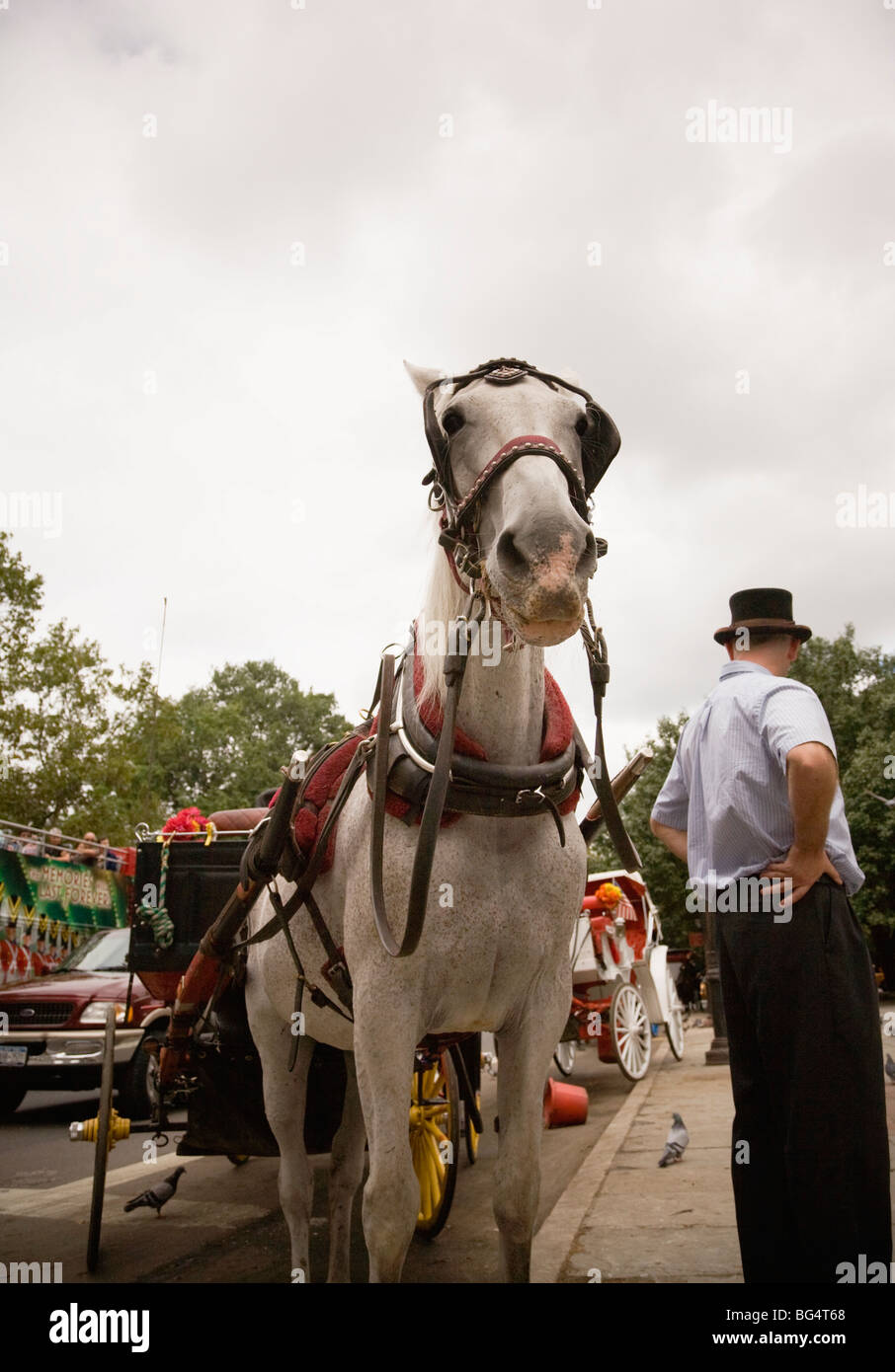 Central park nyc usa horse -Fotos und -Bildmaterial in hoher Auflösung ...