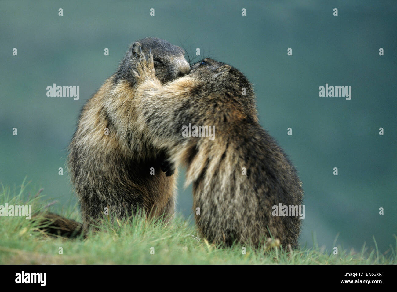 Murmeltiere spielen -Fotos und -Bildmaterial in hoher Auflösung – Alamy