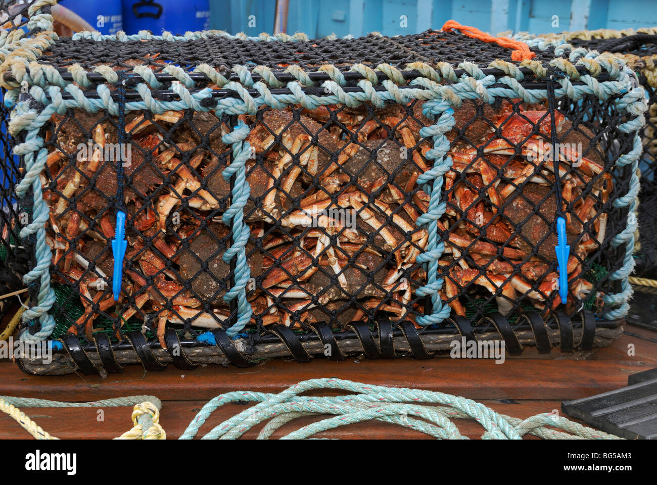 Lebende seespinnen -Fotos und -Bildmaterial in hoher Auflösung – Alamy