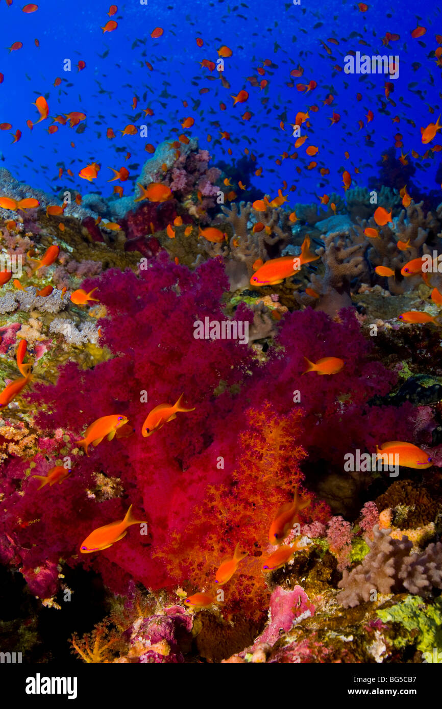 Colorful tropical fish school underwater -Fotos und -Bildmaterial in ...