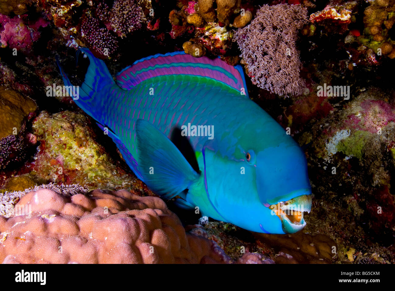 Parrot fish hard coral -Fotos und -Bildmaterial in hoher Auflösung – Alamy