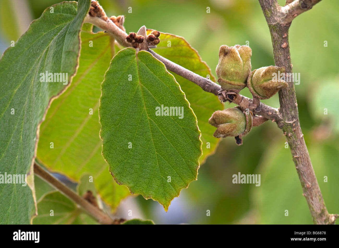 Witch hazel hamamelis virginiana medicinal -Fotos und -Bildmaterial in ...