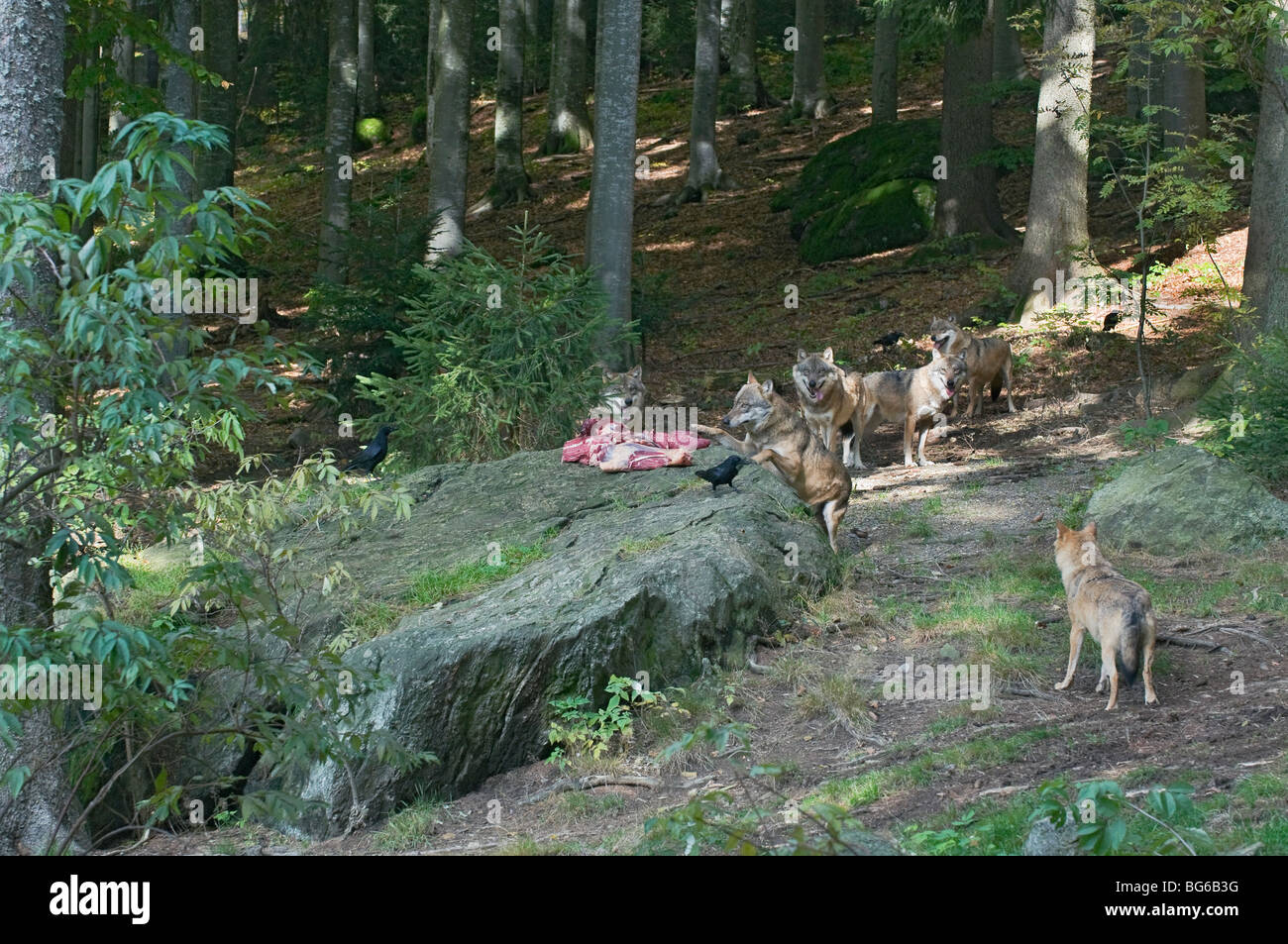 Wolf deutschland -Fotos und -Bildmaterial in hoher Auflösung – Alamy