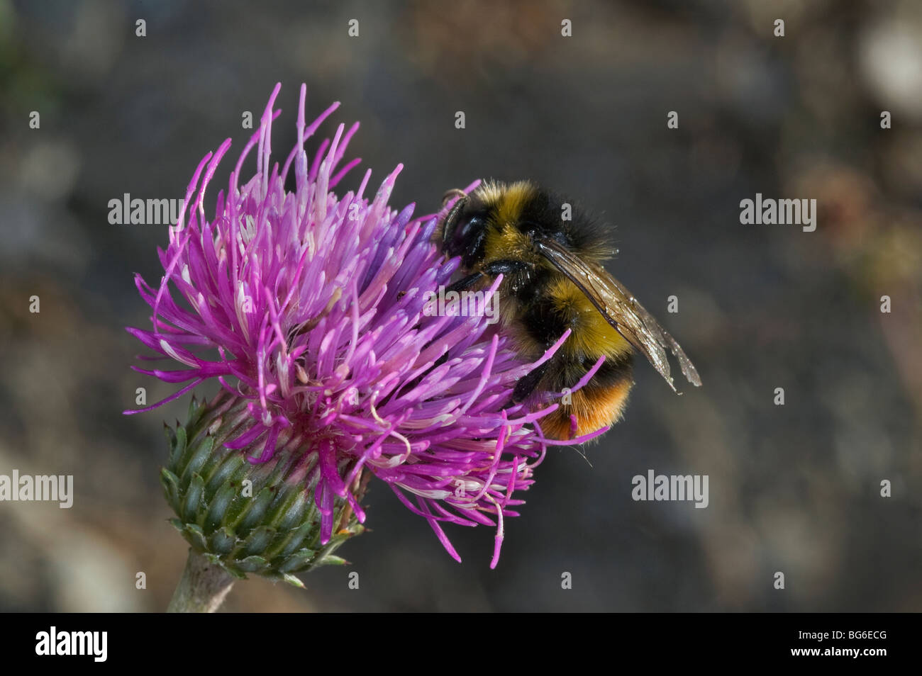 Wild bees -Fotos und -Bildmaterial in hoher Auflösung – Alamy