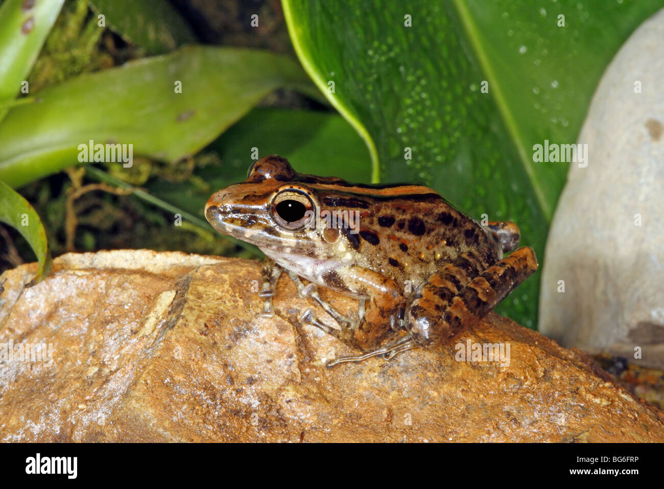 Gemeiner regenfrosch -Fotos und -Bildmaterial in hoher Auflösung – Alamy