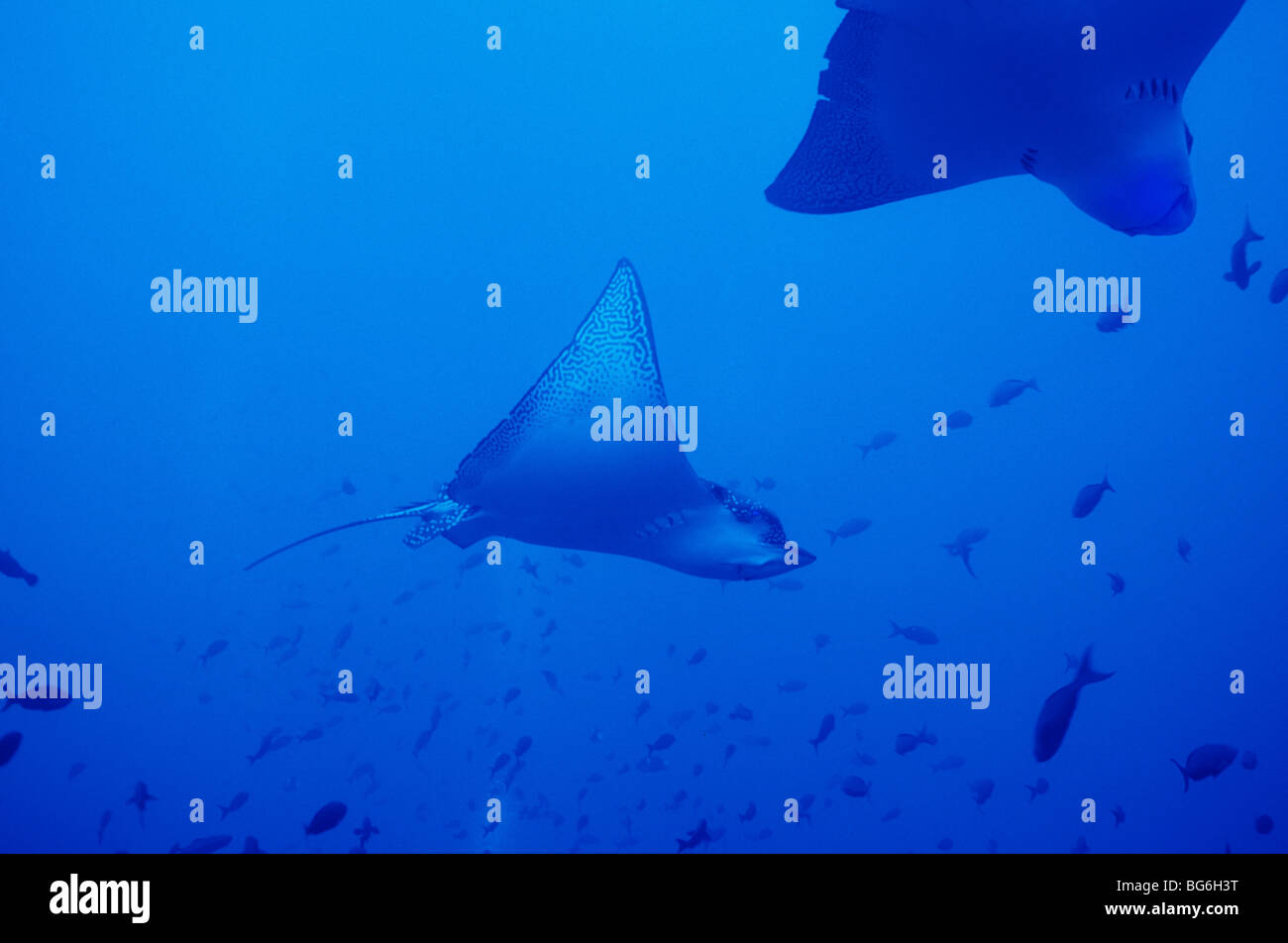 Spotted Eagle Ray. Aetobatus Narinari. Anmutig und erstaunliche ...