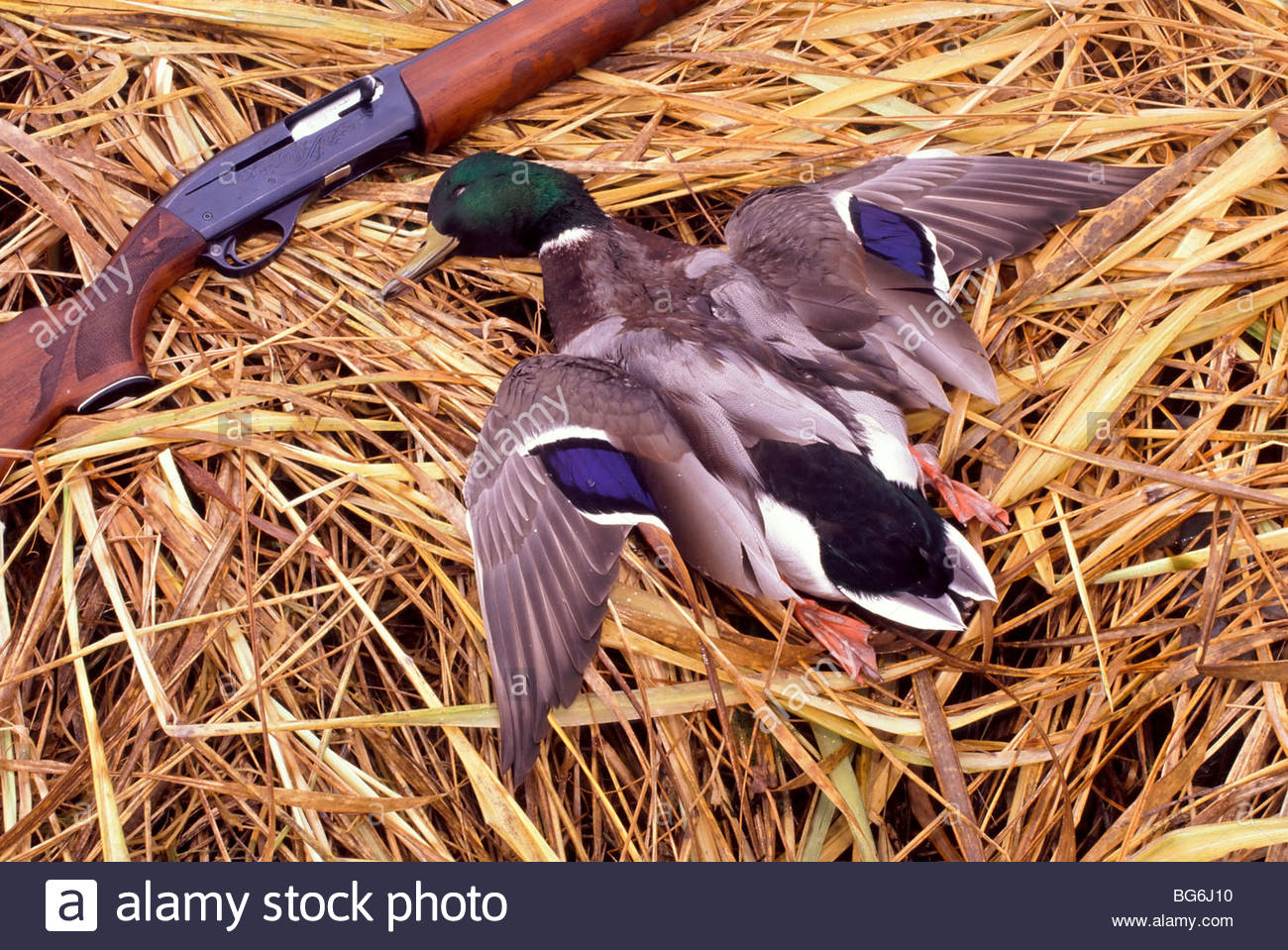 Jagd Schrotflinte Stockfotos & Jagd Schrotflinte Bilder - Alamy