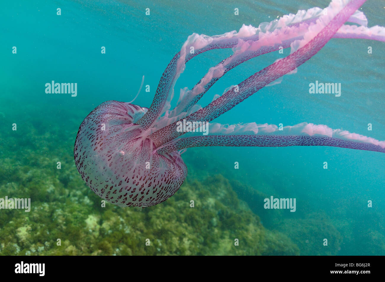 Quallen mittelmeer -Fotos und -Bildmaterial in hoher Auflösung – Alamy