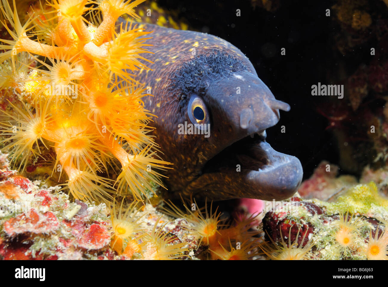 Wissenschaftlicher name muraena helena -Fotos und -Bildmaterial in ...