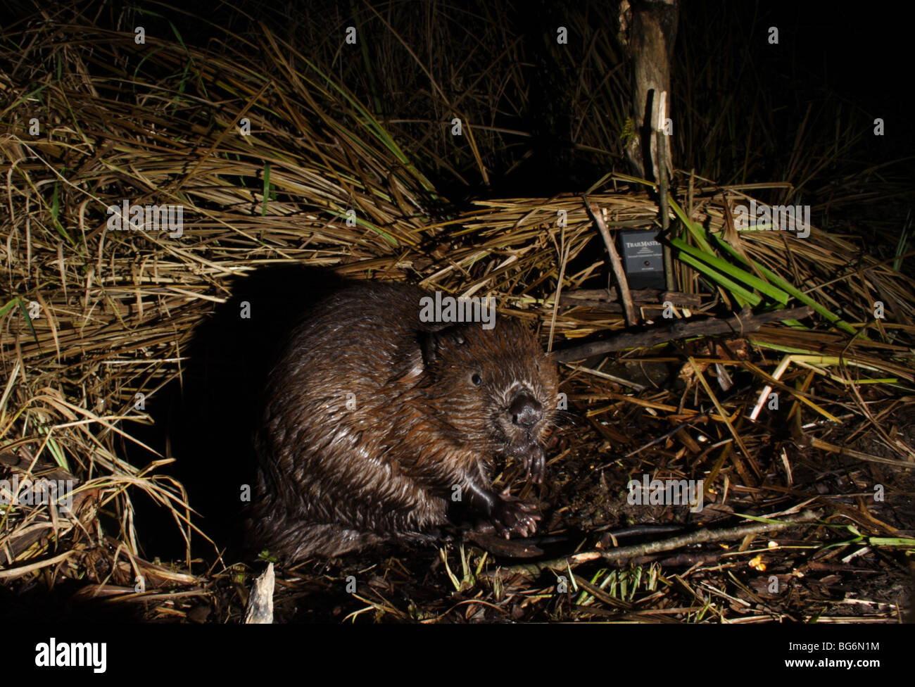 Biber tier in freier wildbahn -Fotos und -Bildmaterial in hoher ...