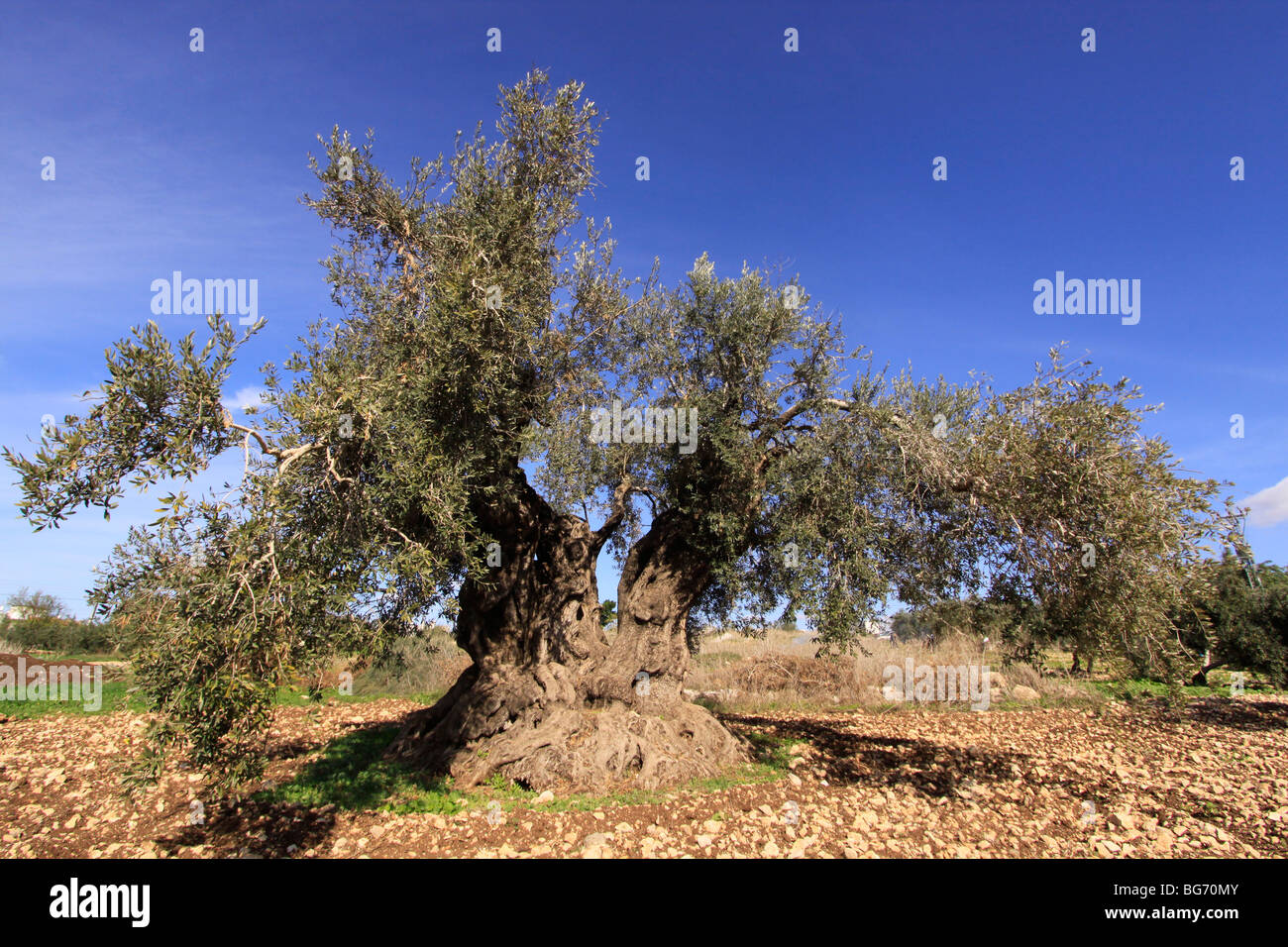 Uralter olivenbaum -Fotos und -Bildmaterial in hoher Auflösung – Alamy