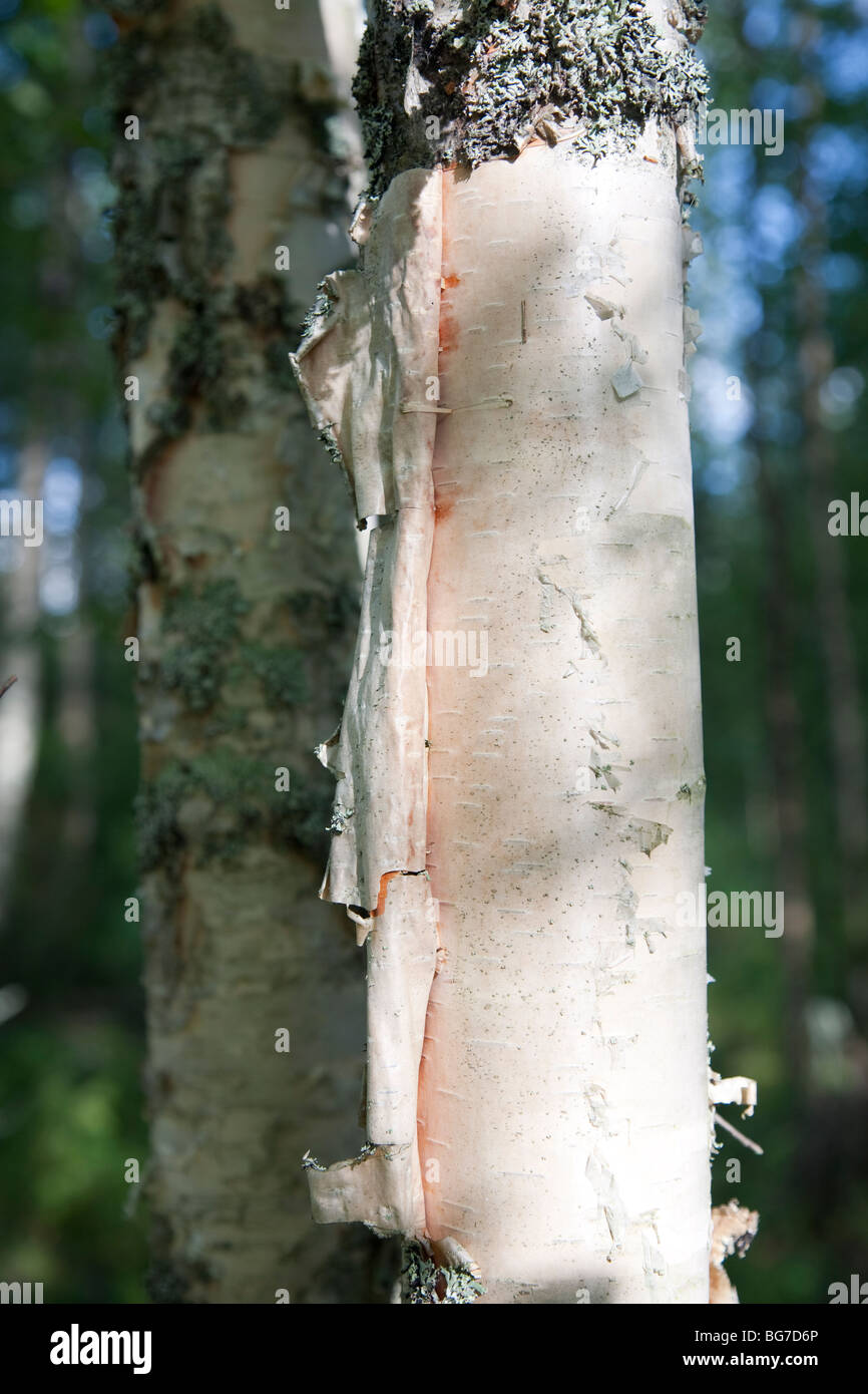 Birkenstamm geschälte rinde -Fotos und -Bildmaterial in hoher Auflösung ...