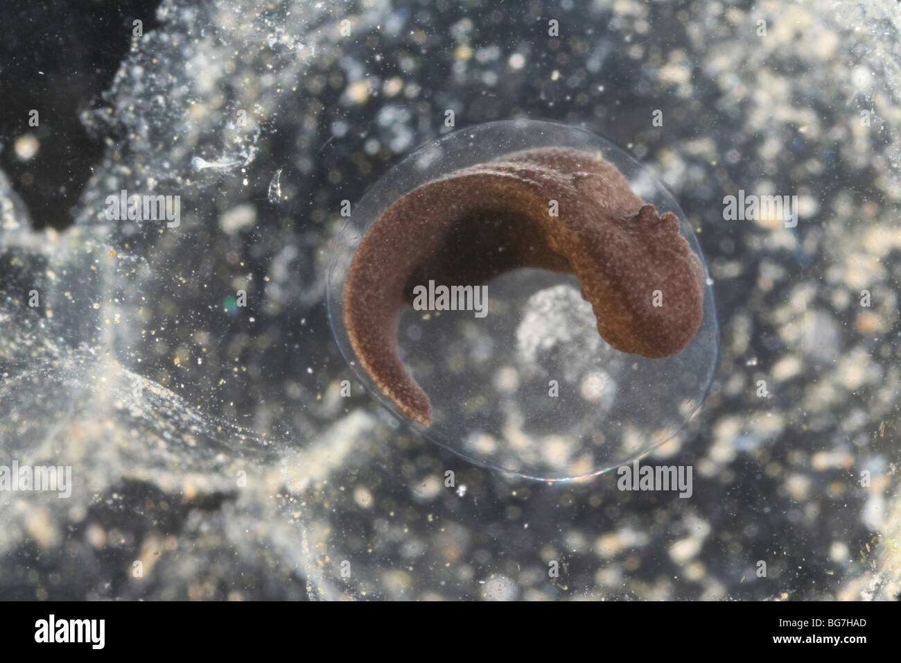 Embryo egg -Fotos und -Bildmaterial in hoher Auflösung – Alamy