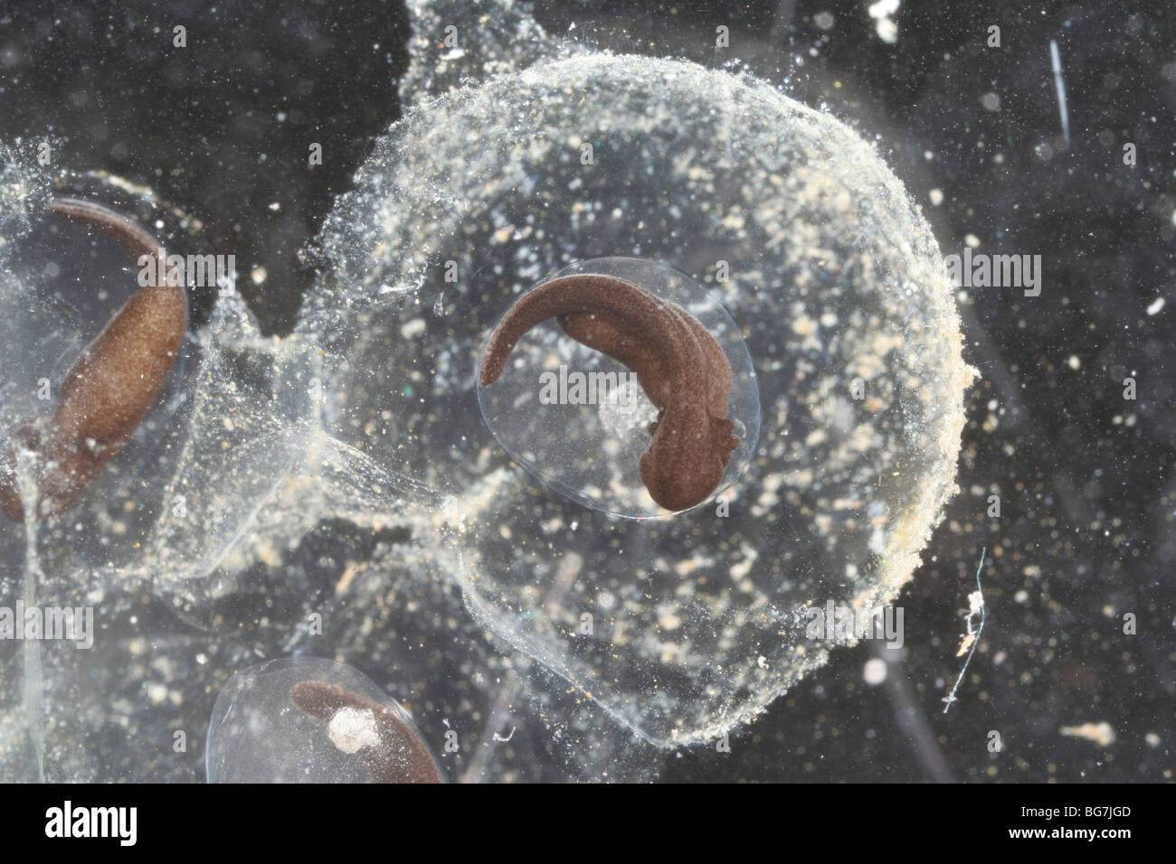 Embryo egg -Fotos und -Bildmaterial in hoher Auflösung – Alamy